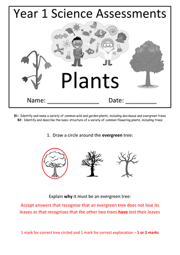 Year 1 Science Assessment: Plants | Teaching Resources