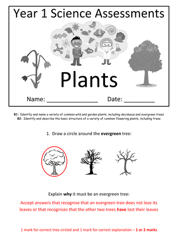 Year 1 Science Assessment: Plants | Teaching Resources