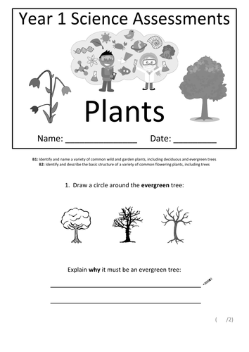 Year 1 Science Assessment: Plants | Teaching Resources