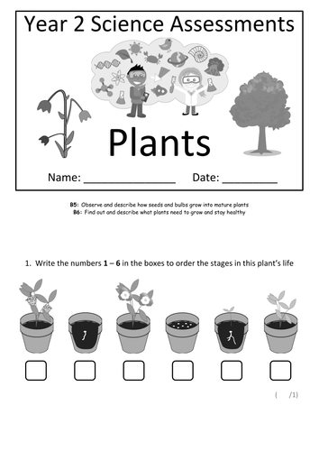 Year 2 Science Assessment: Plants | Teaching Resources