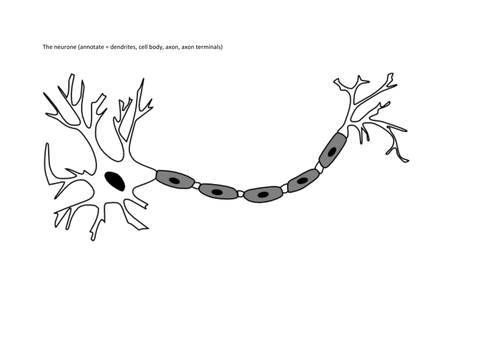 Anatomy and Physiology of the Nervous System (overview) | Teaching ...