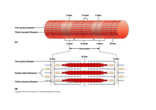 Muscles: Structure, contraction and sliding filament hypothesis ...