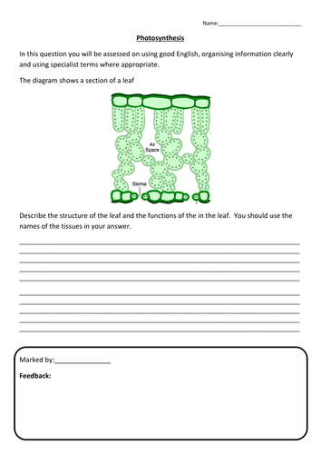 GCSE AQA Biology (Science) Leaf Structure & Photosynthesis Lesson ...