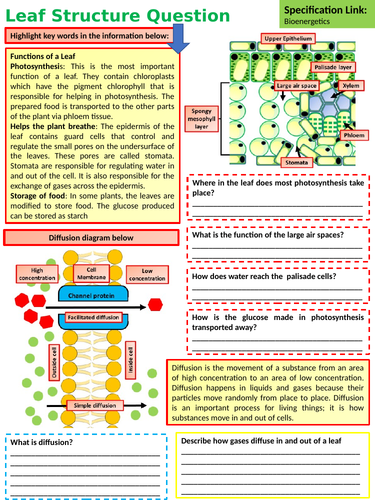 GCSE AQA Biology (Science) Leaf Structure & Photosynthesis Lesson ...