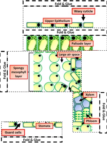 GCSE AQA Biology (Science) Leaf Structure & Photosynthesis Lesson ...
