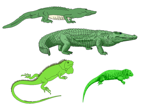 Reptiles Clip Art | Teaching Resources