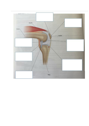 Aqa Gcse Pe 2016 New Spec 1 1 Structure And Function Of The