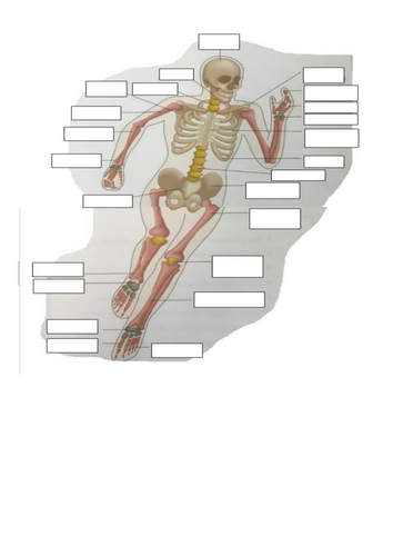 Aqa Gcse Pe 2016 New Spec 1 1 Structure And Function Of The