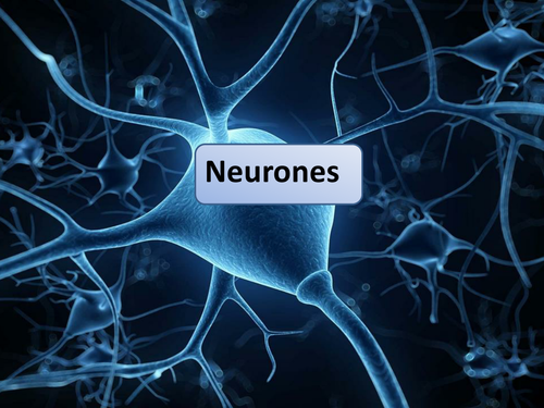 A Level Biology Neurons & Nerve Cells Lesson & Activities | Teaching ...