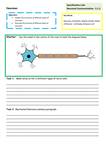 A Level Biology Neurons & Nerve Cells Lesson & Activities | Teaching ...