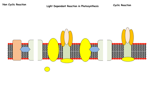 ALevel Biology Light Dependent Reaction of Photosynthesis Lesson ...