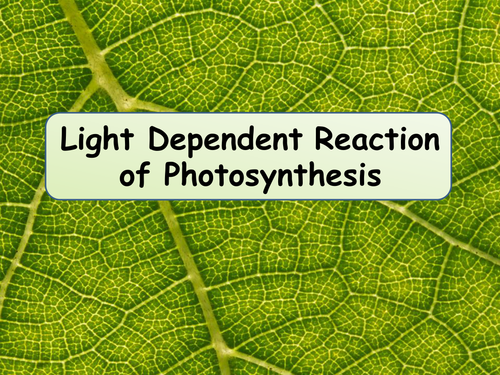 ALevel Biology Light Dependent Reaction of Photosynthesis Lesson ...