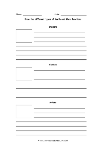Types of Teeth KS2 Lesson Plan, PowerPoint and Worksheet | Teaching ...