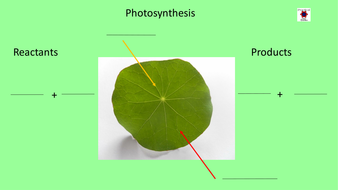 Effect of light intensity on the rate of photosynthesis - new GCSE ...