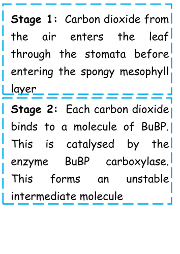 A2 Biology Calvin Cycle / Light Independent Reaction of Photosynthesis ...