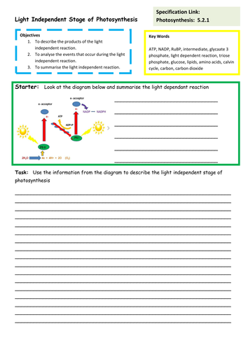 A2 Biology Calvin Cycle / Light Independent Reaction of Photosynthesis ...