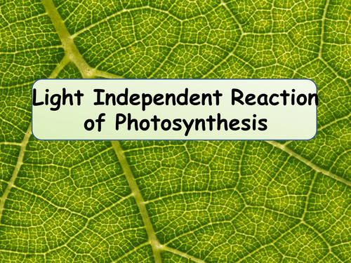 A2 Biology Calvin Cycle / Light Independent Reaction of Photosynthesis ...