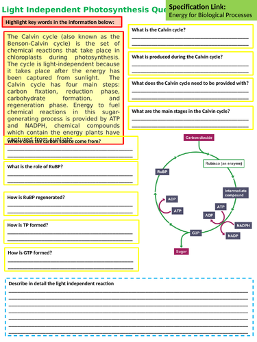A2 Biology Calvin Cycle / Light Independent Reaction of Photosynthesis ...