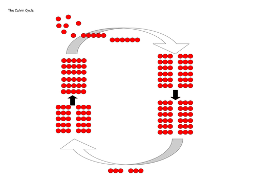 A2 Biology Calvin Cycle / Light Independent Reaction of Photosynthesis ...