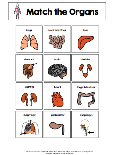 Science File Folder Activities {for special education} | Teaching Resources