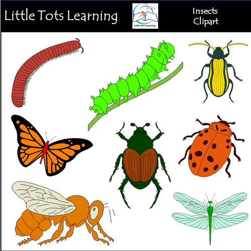 Insects Clip Art - Bugs Clip Art | Teaching Resources