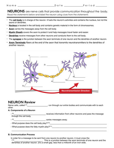 Parts of a Neuron and 7 Common Neurotransmitters Worksheet | Teaching ...