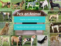 Dog Breeds Interactive Identification Game - Dichotomous Key PowerPoint ...