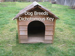 Dog Breeds Interactive Identification Game - Dichotomous Key PowerPoint ...
