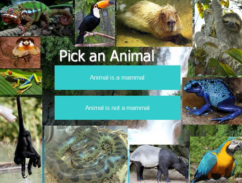 Rainforest Animals | Teaching Resources