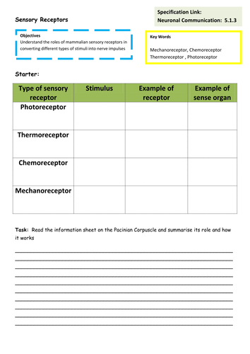 A Level Biology Sensory Receptors Lesson | Teaching Resources