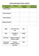 A Level Biology Sensory Receptors Lesson | Teaching Resources