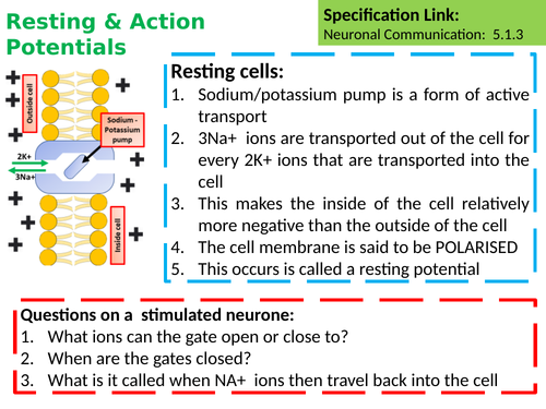 A Level Biology Maintenance of a Resting Potential in a Neuron Lesson ...