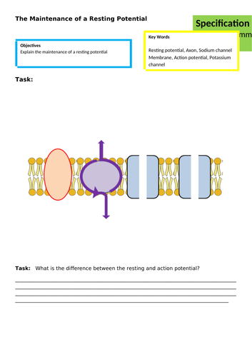 A Level Biology Maintenance of a Resting Potential in a Neuron Lesson ...