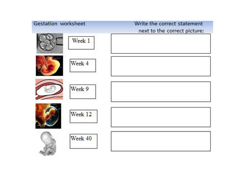 Activate 1: B1: 3.4 Development of a foetus | Teaching Resources