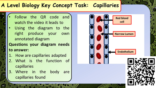 A Level Biology Blood Vessels Lesson & Activity | Teaching Resources
