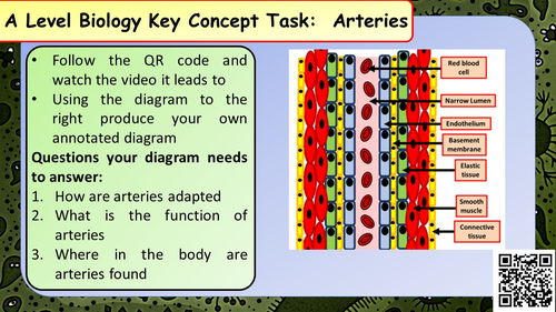 A Level Biology Blood Vessels Lesson & Activity | Teaching Resources