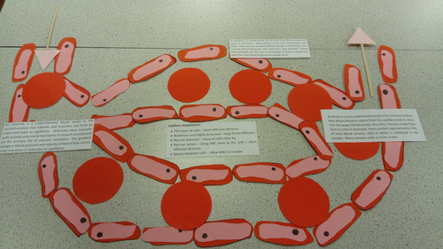 A Level Biology Blood Vessels Lesson & Activity | Teaching Resources