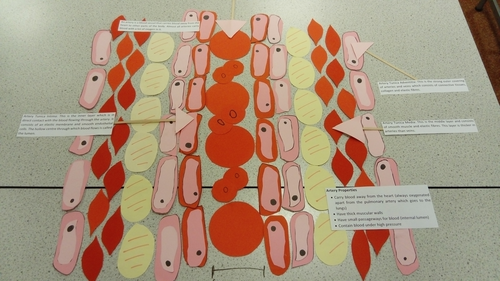 A Level Biology Blood Vessels Lesson & Activity | Teaching Resources