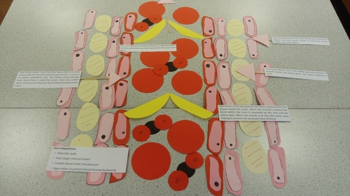 A Level Biology Blood Vessels Lesson & Activity | Teaching Resources