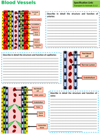 A Level Biology Blood Vessels Lesson & Activity | Teaching Resources