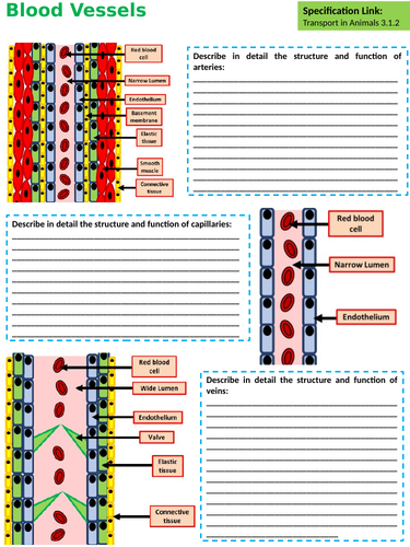A Level Biology Blood Vessels Lesson & Activity | Teaching Resources