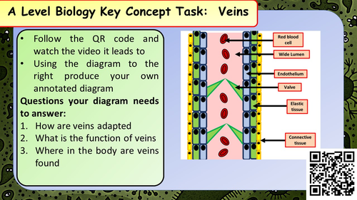 A Level Biology Blood Vessels Lesson & Activity | Teaching Resources