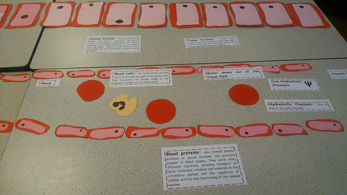 A Level Biology Blood, Tissue Fluid & Lymph lesson & Activities ...