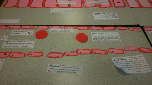 A Level Biology Blood, Tissue Fluid & Lymph lesson & Activities ...