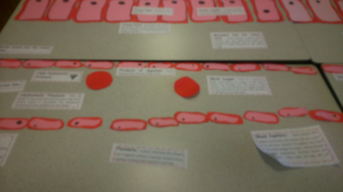 A Level Biology Blood, Tissue Fluid & Lymph lesson & Activities ...