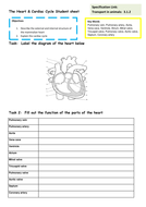 New OCR AS Biology The Heart & Cardiac Cycle Lesson | Teaching Resources
