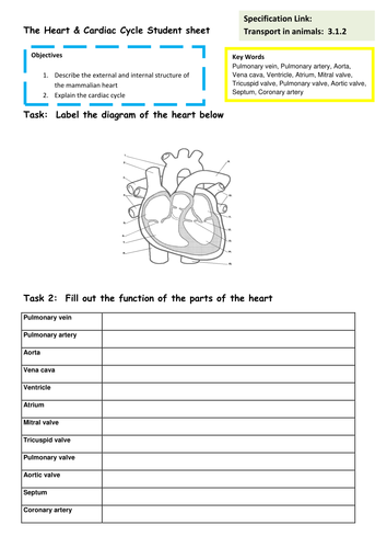 New OCR AS Biology The Heart & Cardiac Cycle Lesson | Teaching Resources