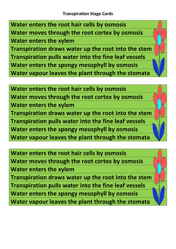 A Level Biology Transpiration Lesson & Activities | Teaching Resources