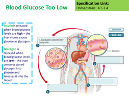 New AQA GCSE Biology Controlling Blood Glucose Lesson | Teaching Resources