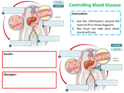 New AQA GCSE Biology Controlling Blood Glucose Lesson | Teaching Resources